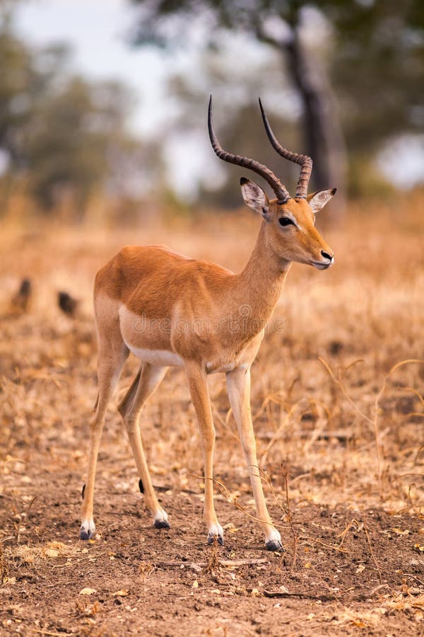 Wild impala stock photo. Image of habitat, park, reserve - 14375902