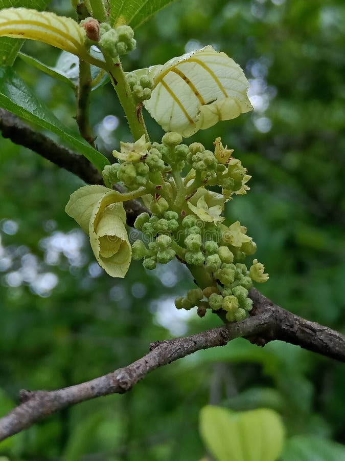 Wild Indian fruit tree stock photo. Image of evergreen - 207906712