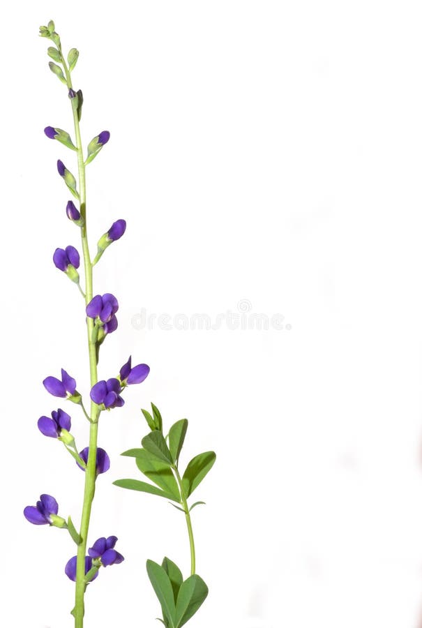 Wild Indigo stock image. Image of beautiful, blue, bloom - 16992261