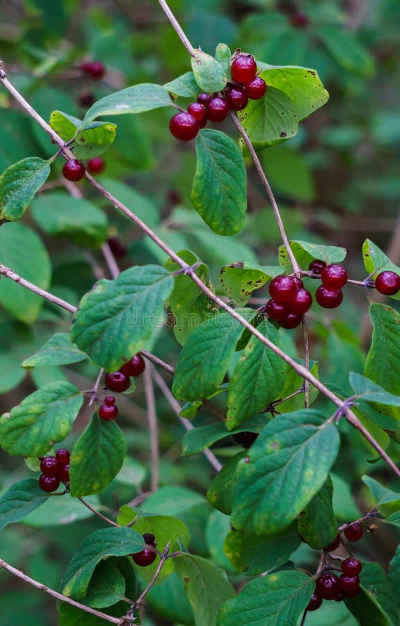 Wild berries in the forest stock image. Image of food - 29035363