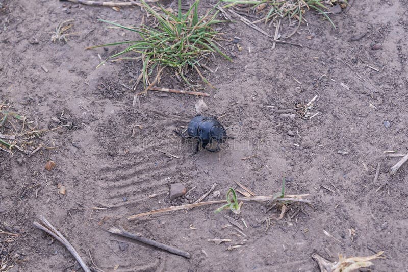 Wild Insect on the Ground Surface with Natural Texture. Beetle in ...