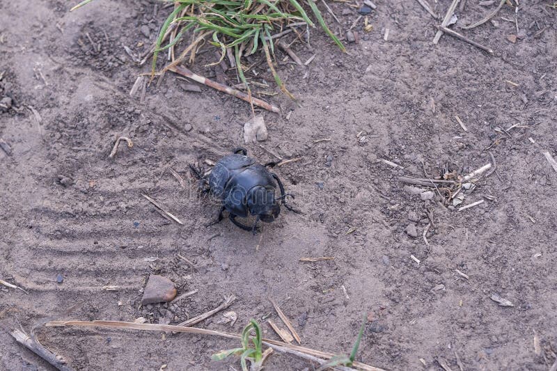 Wild Insect Ground Surface Natural Texture Beetle Spring Stock Photos ...