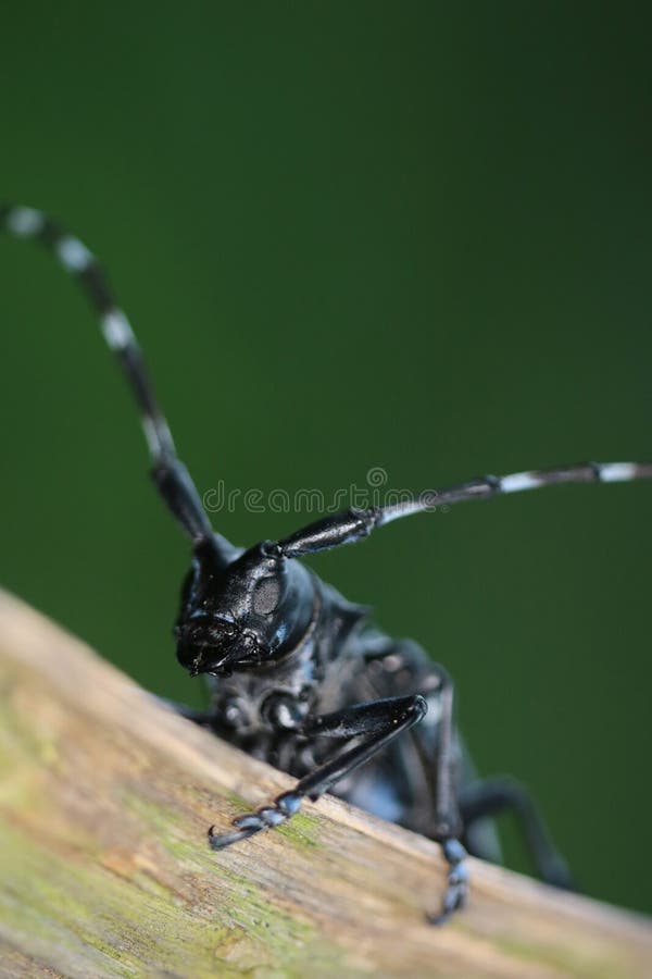 An Wild Insect , the Nature Concept Image Stock Image - Image of insect ...