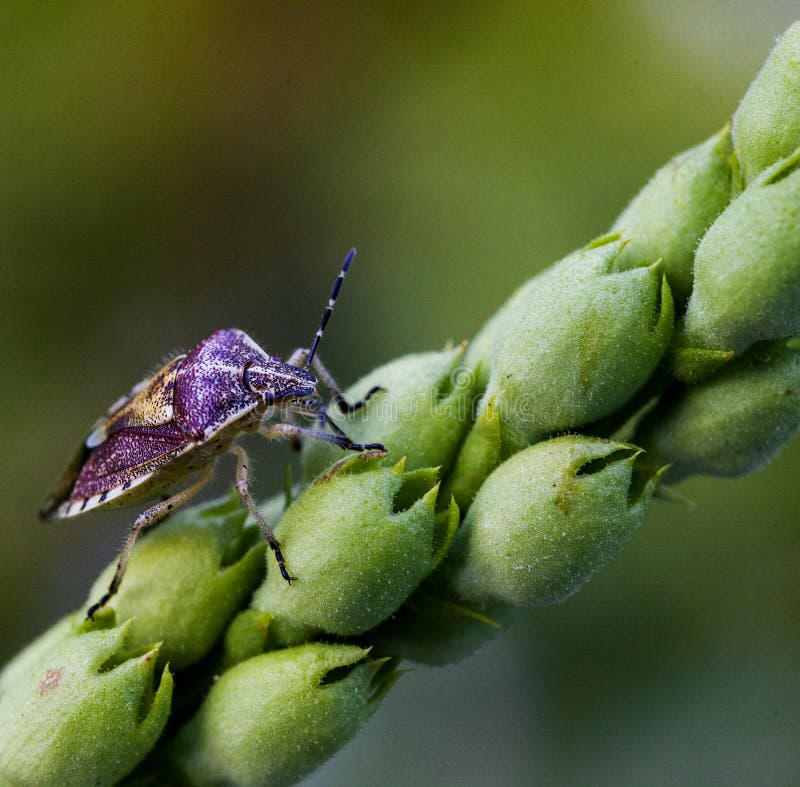 Wild insects stock photo. Image of insects, bugs, plants - 45068220