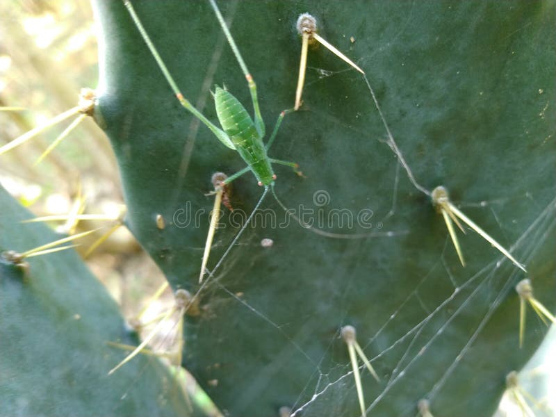 Wild insect sits in cactus stock photo. Image of garden - 169936682