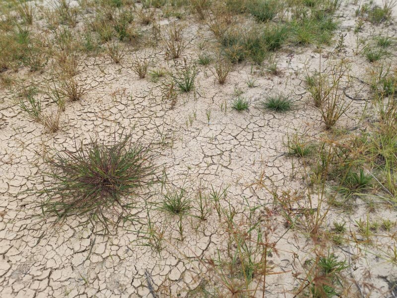 Wild Invasive Weeds Sprouting from the Crack Ground Surface Stock Image ...