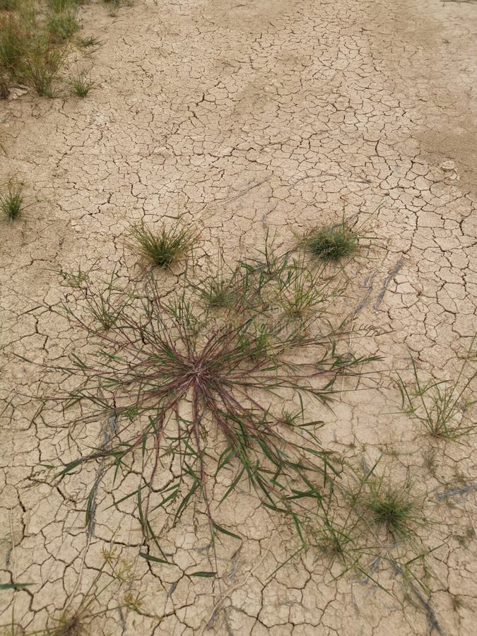Wild Invasive Weeds Sprouting from the Crack Ground Surface Stock Image ...