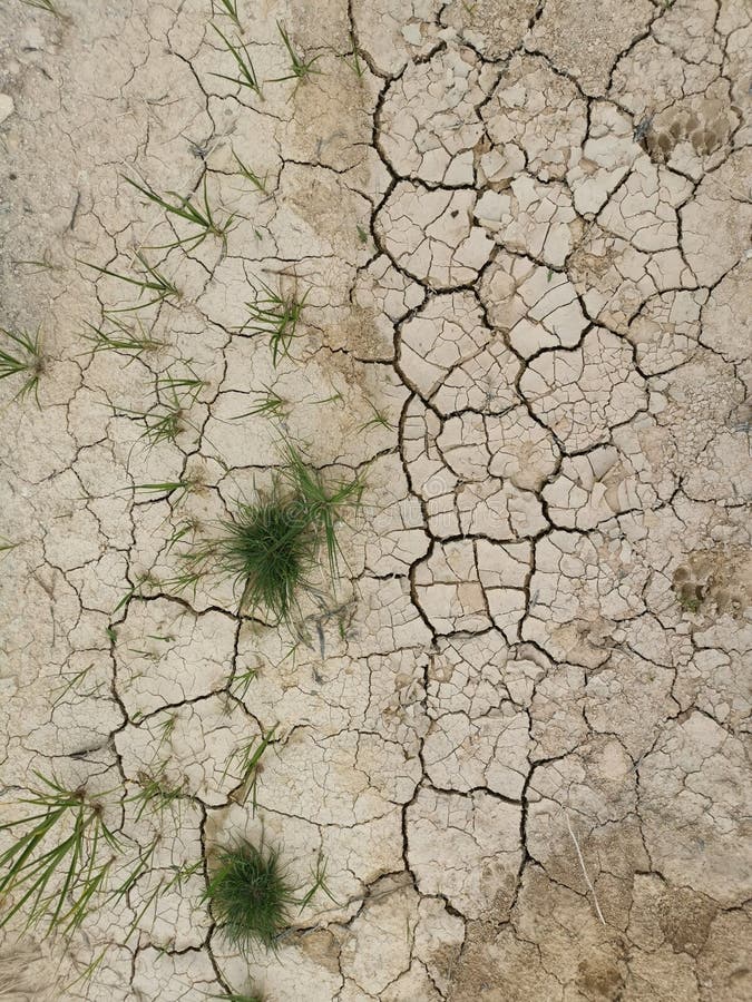 Wild Invasive Weeds Sprouting from the Crack Ground Surface Stock Image ...