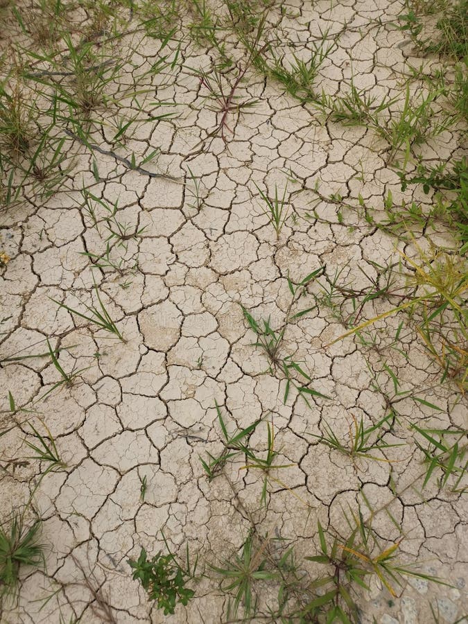 Wild Invasive Weeds Sprouting from the Crack Ground Surface Stock Photo ...