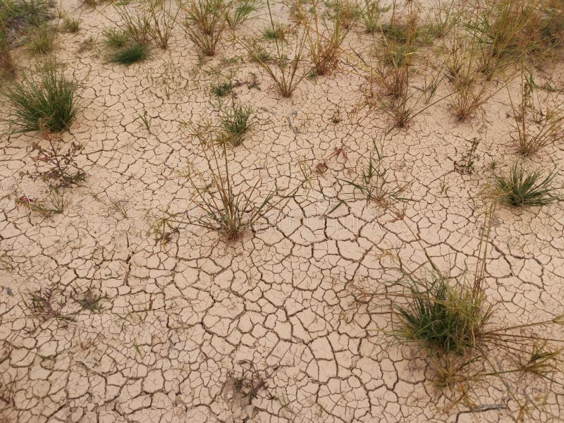 Wild Invasive Weeds Sprouting from the Crack Ground Surface Stock Image ...