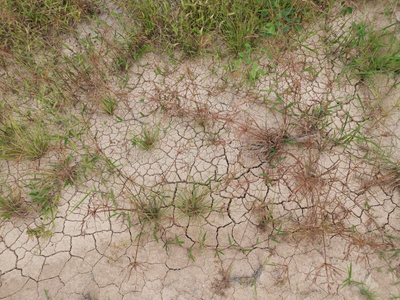 Wild Invasive Weeds Sprouting from the Crack Ground Surface Stock Photo ...