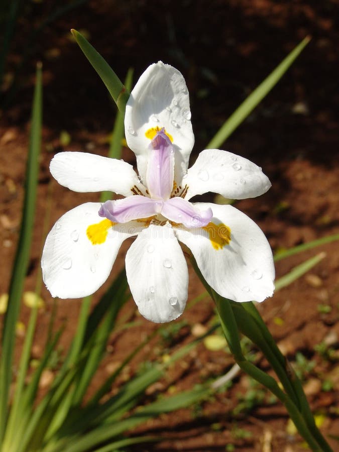Wild Iris stock image. Image of pastel, fresh, iris, white - 4576683