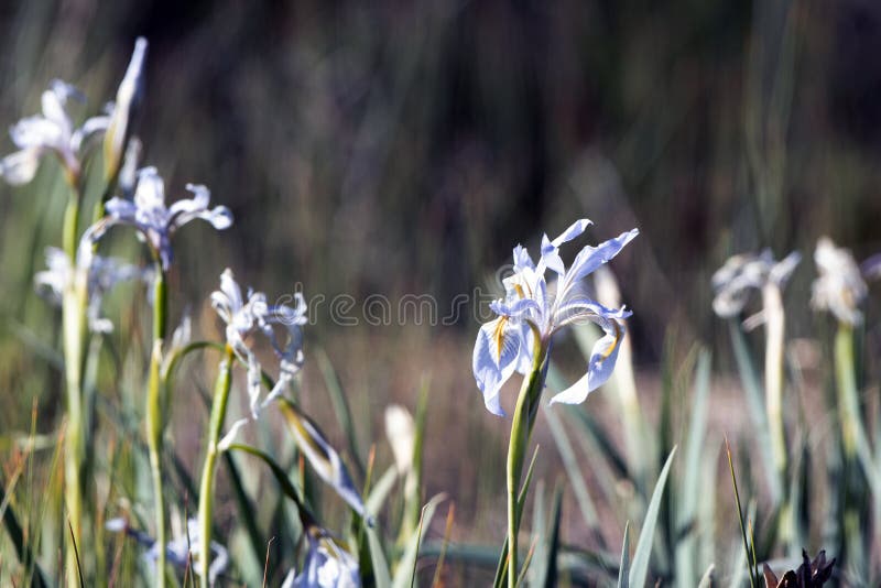 Wild Iris in a Natural Wetland Stock Photo - Image of plant, iris ...