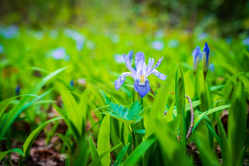 Wild Iris stock photo. Image of scenic, bright, environment - 285030232