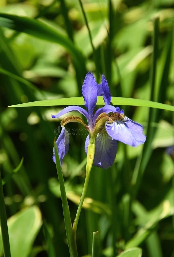 Isolated Close-up of a Wild Iris Flower Stock Photo - Image of ...