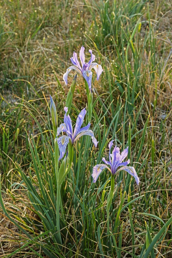 Wild Iris Flowers stock photo. Image of flowers, meadow - 53730682