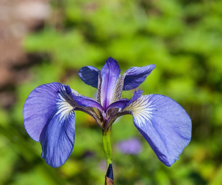 Wild Iris stock photo. Image of alaska, setosa, petals - 42375018