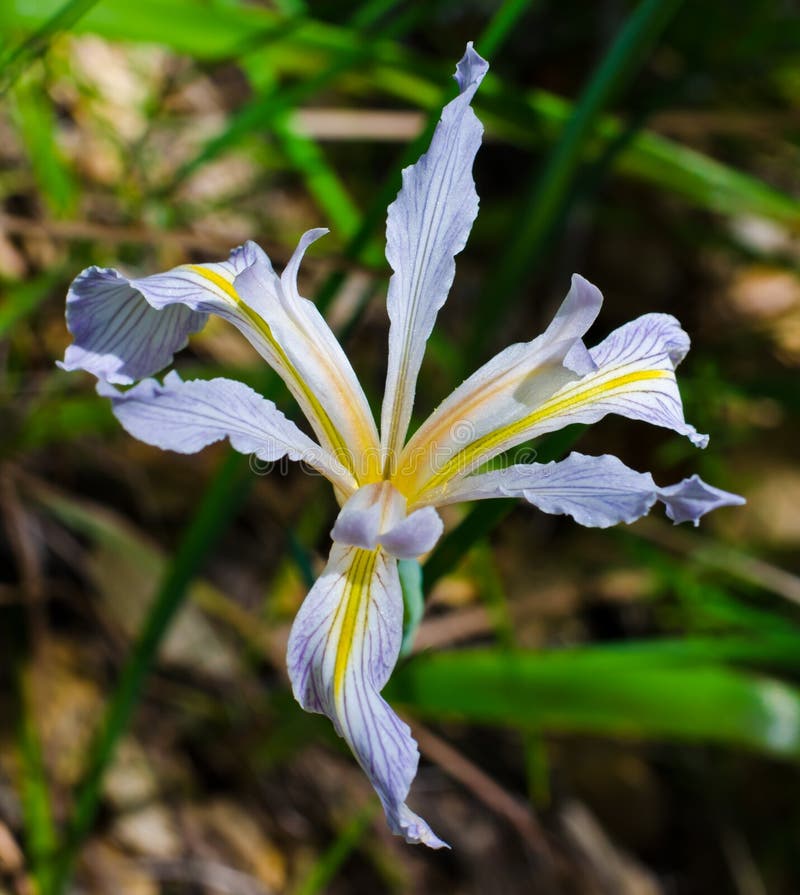 Wild Iris Flower in Alaska stock photo. Image of muskeg - 22059306