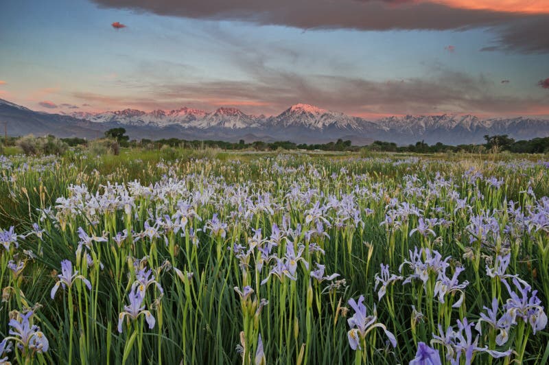 Wild Iris Meadow stock photo. Image of mountains, mount - 93748250