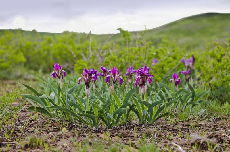 Wild Iris in the Mountain stock photo. Image of flowers - 55617108