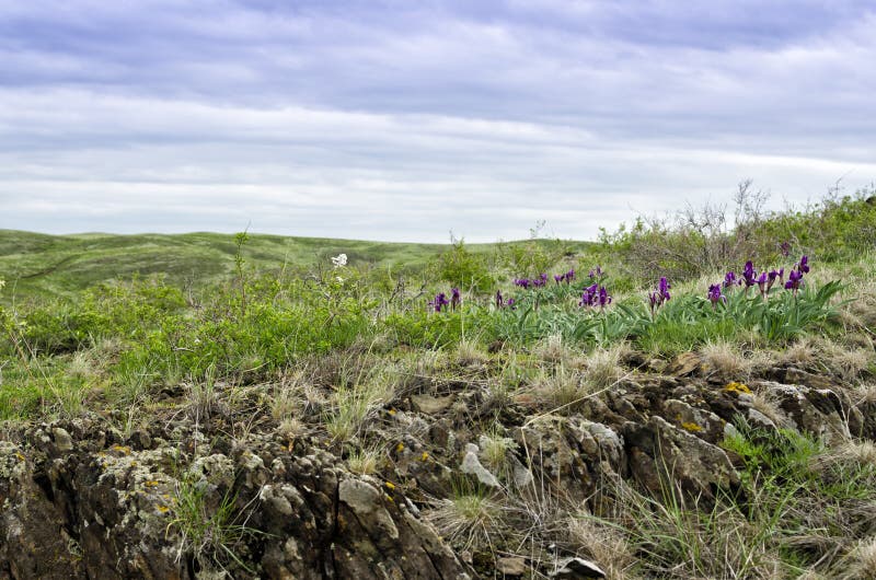 Wild Iris in the Mountain stock photo. Image of blooming - 55617156