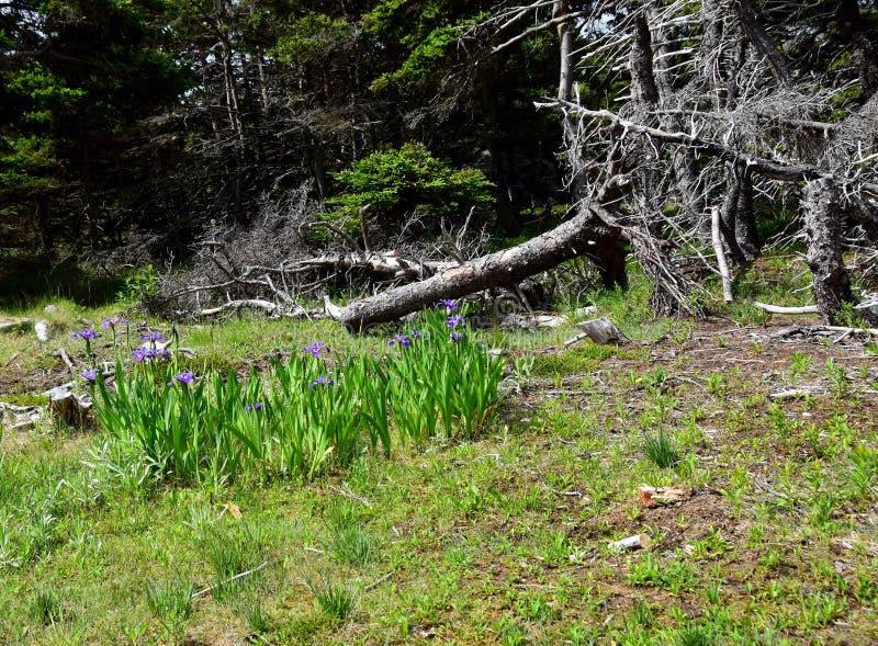 Wild Iris Patch in a Wet Area Near the Forest Stock Image - Image of ...