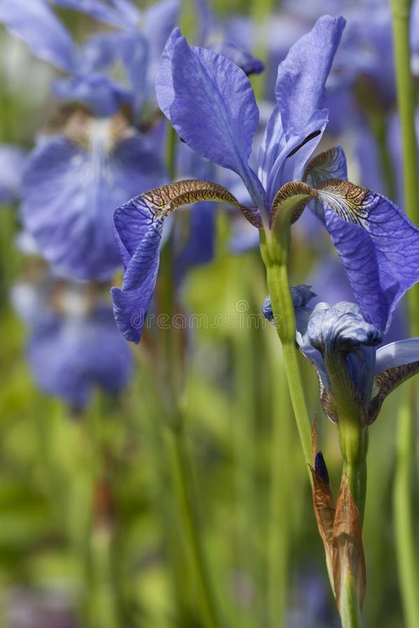 Wild Iris stock photo. Image of beautiful, blooming, blurred - 90132118