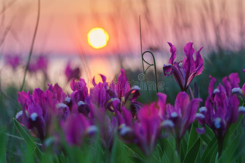 Wild Irises Against the Sunset. Stock Image - Image of closeup, flowers ...