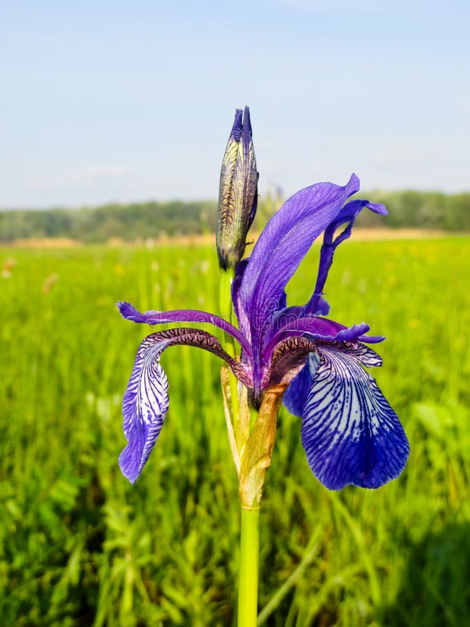 Wild irises stock photo. Image of fresh, garden, iridaceae - 91701692