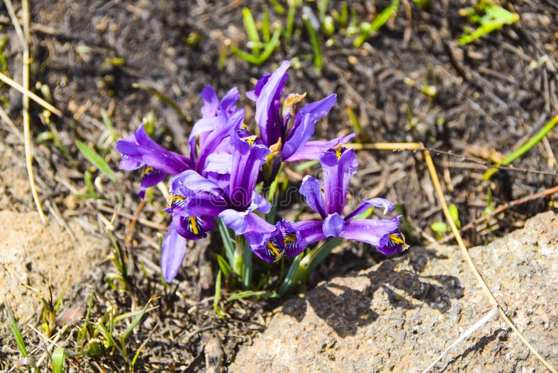 Wild Wild Irises Grow in a Field on a Dry Grass Stock Image - Image of ...