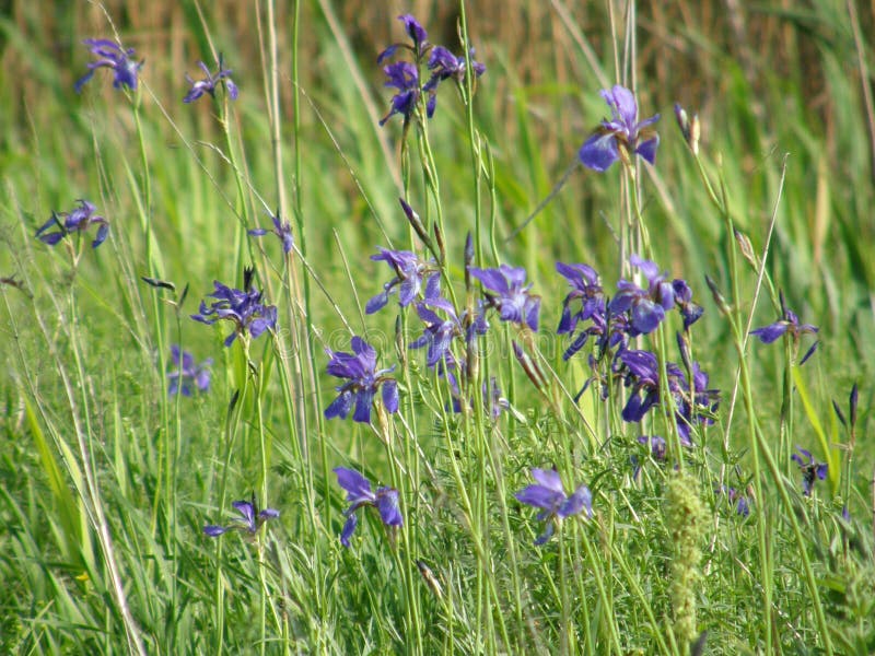 Wild Irises. Spring Flowers Stock Photo - Image of bouquet, botany ...