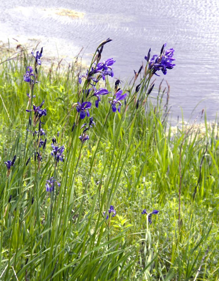 Wild Irises. Spring Flowers Stock Photo - Image of nature, bouquet ...