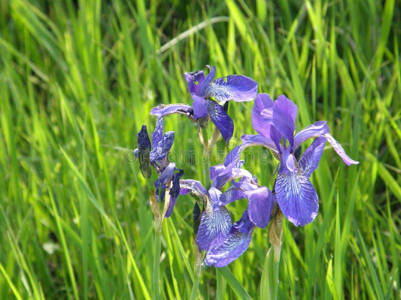 Wild Irises. Spring Flowers Stock Image - Image of flowerbed, irises ...