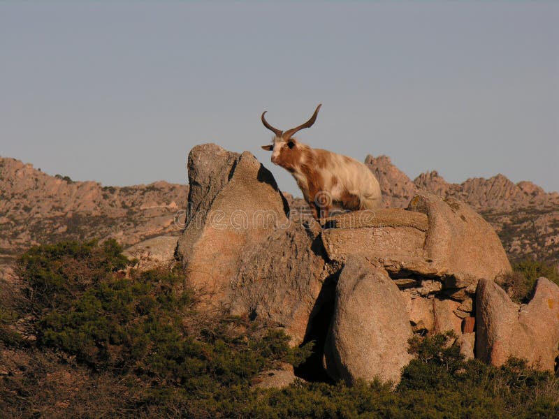 Wild island goat d stock photo. Image of caprio, furious - 138555612