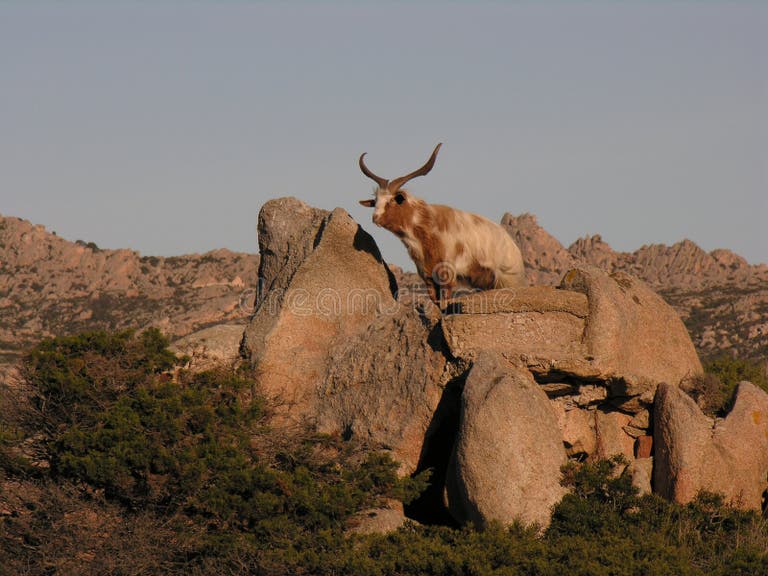 Wild island goat d stock photo. Image of caprio, furious - 138555612