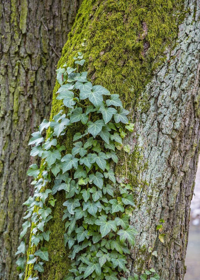 Ivy Growing Up The Side Of A Tree Stock Photo - Image of growing ...