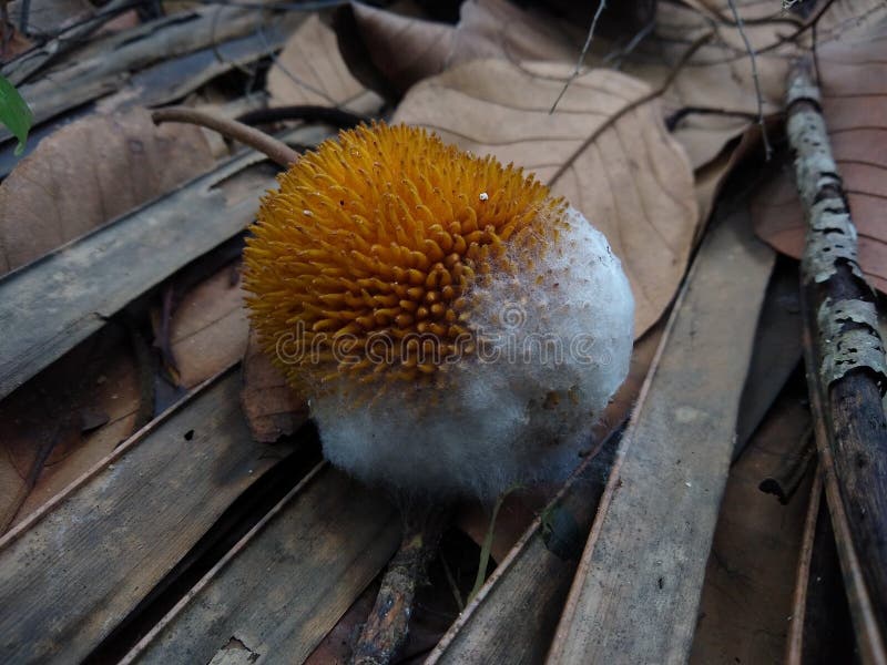 Wild Jack (Artocarpus Hirsutus) Fruit Stock Image - Image of fruit ...