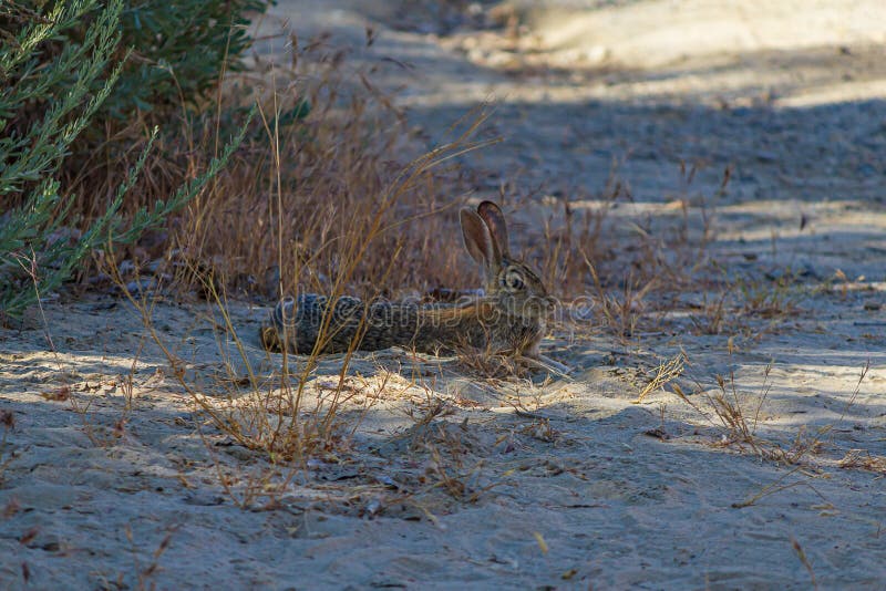 Wild Jack Rabbit or Hare Laying in the Shade Near Bushes Stock Image ...
