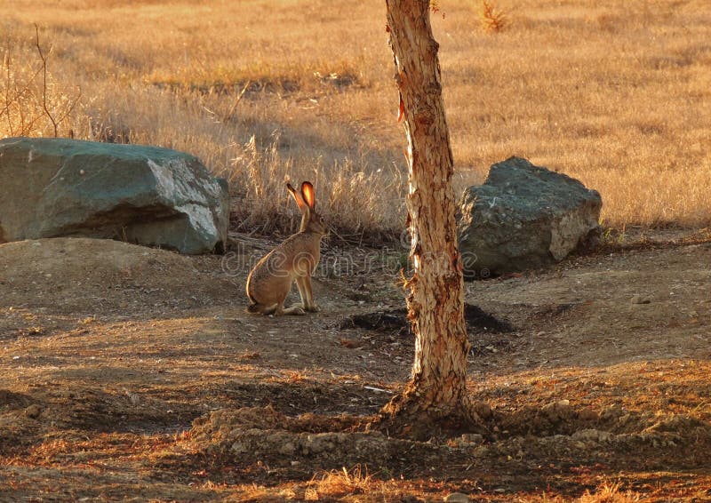 Wild Jack Rabbit stock photo. Image of wild, wildlife - 42380536