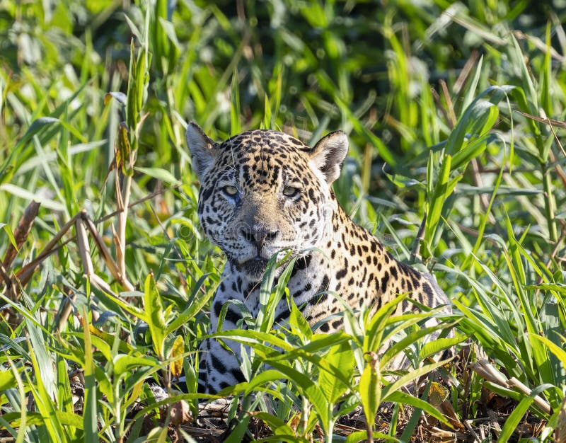 Wild Jaguar (Panthera Onca) in the Pantanal in Brazil Stock Image ...