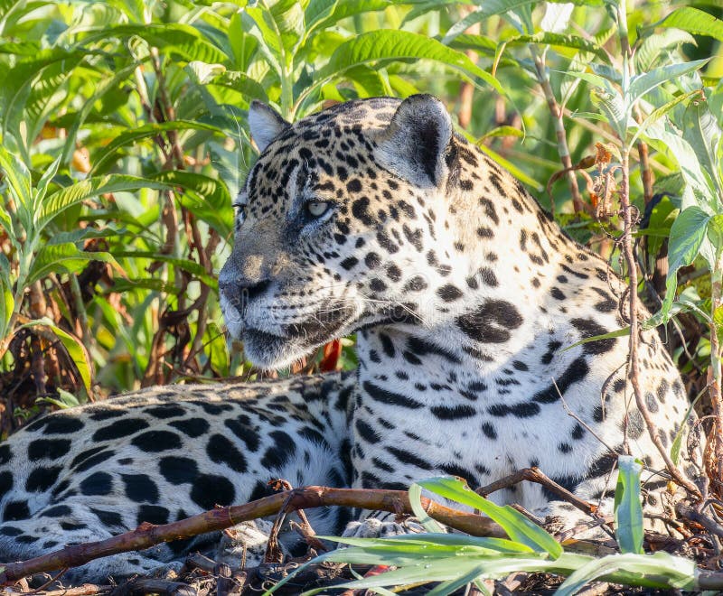 Wild Jaguar (Panthera Onca) in the Pantanal in Brazil Stock Image ...