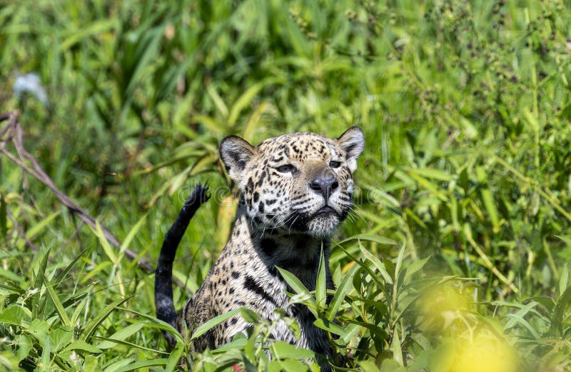 Wild Jaguar (Panthera Onca) in the Pantanal in Brazil Stock Image ...
