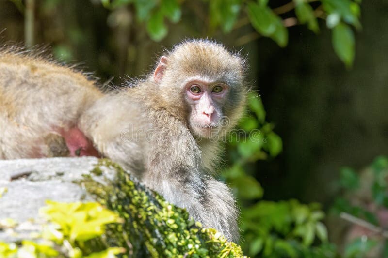 Wild Japanese Macaques Basking in the Sun Stock Image - Image of ...