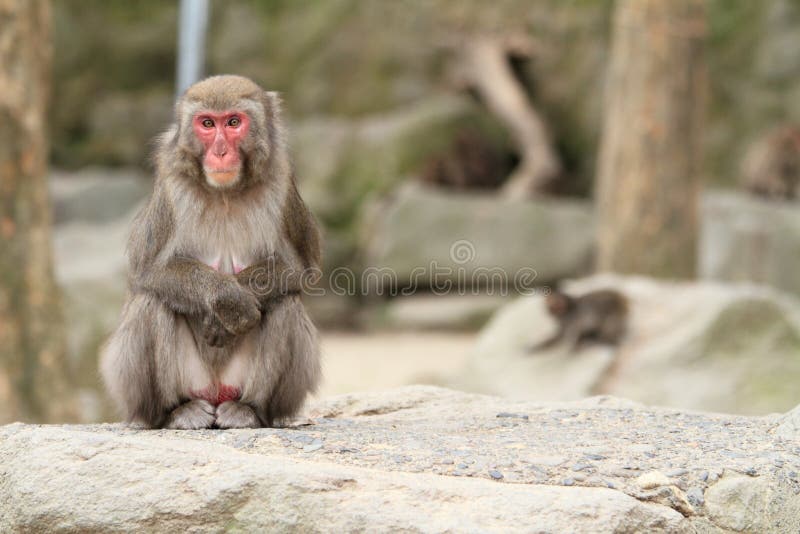 Wild Japanese Monkey in Beppu, Japan Stock Photo - Image of animal ...