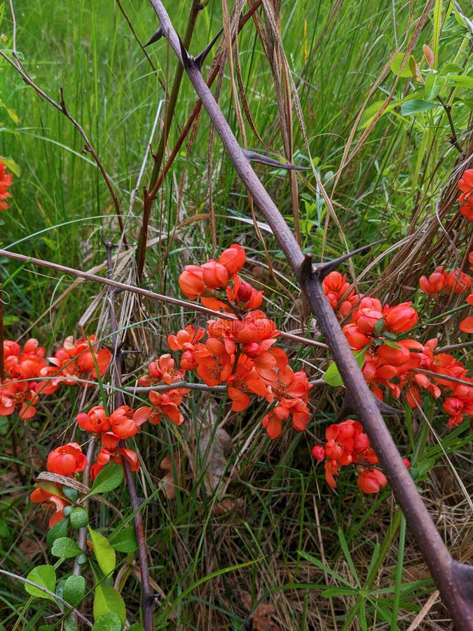 Wild Japanese Quince that Blooms in May Stock Image - Image of wild ...