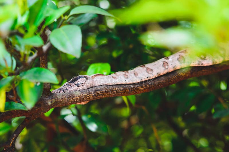 Wild Jararaca Snake on a Tree Branch Stock Image - Image of bothrops ...