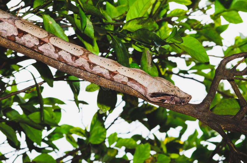 Wild Jararaca Snake on a Tree Branch Stock Image - Image of wild ...