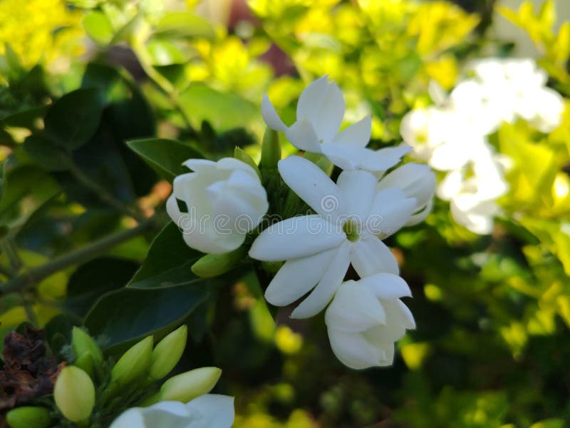 Wild Jasmin Plant White Color Beautiful Plower Stock Image - Image of ...
