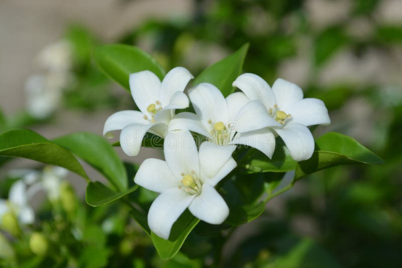 Wild Jasmine Blooming in Bright Day Stock Photo - Image of jasmine ...