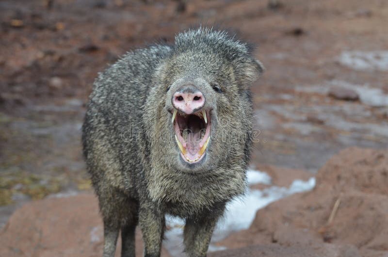 Wild Javeline Hog with Its Mouth Open Stock Image - Image of wild, open ...